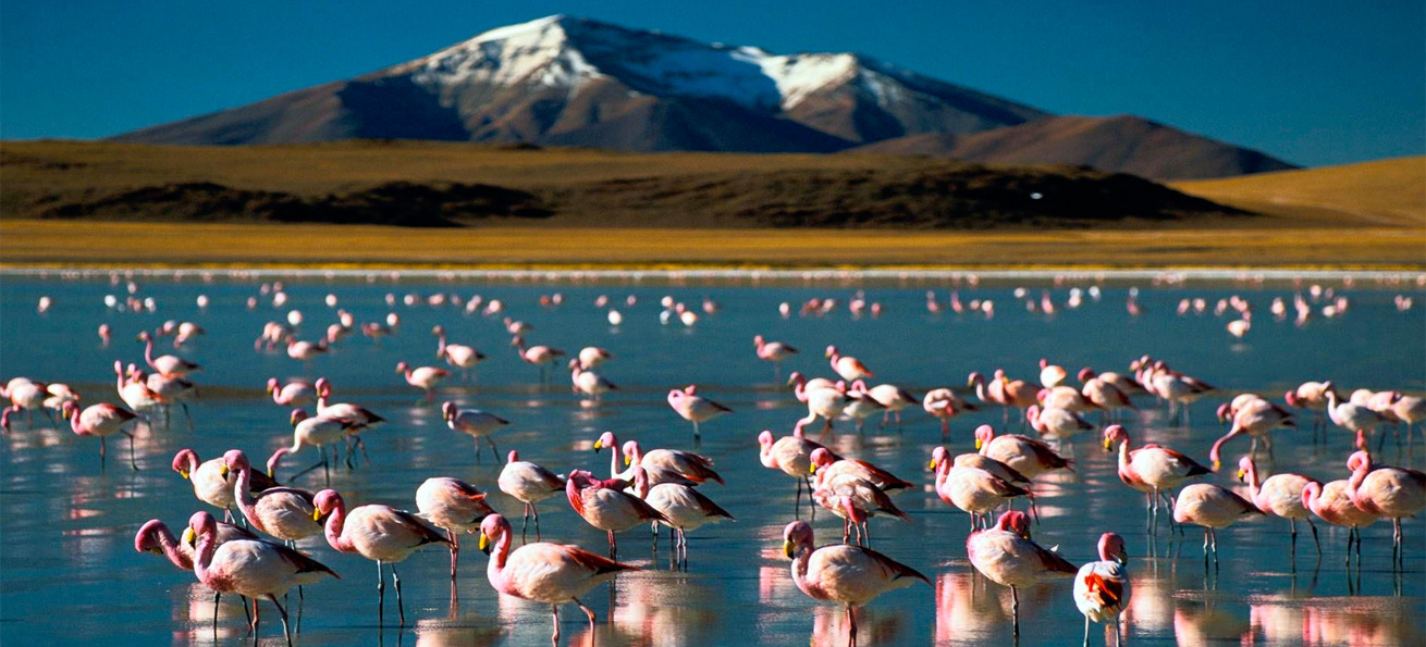 BIOCHILE AUSTRALIS – PROTECCIÓN AL MEDIO AMBIENTE – Despachamos todos ...